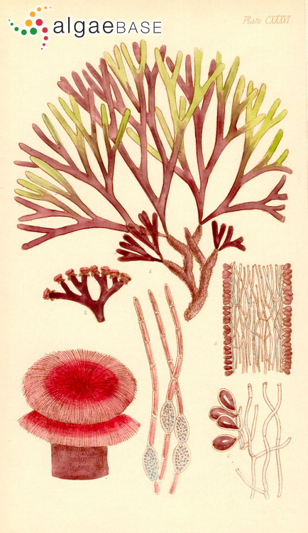 Galaxaura marginata (J. Ellis & Solander) J.V.Lamouroux 1816 :: Algaebase