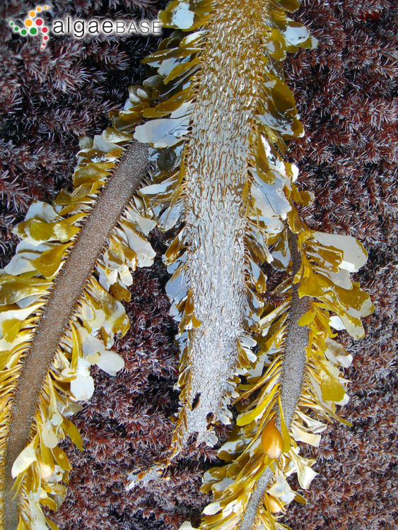 Egregia menziesii - Alchetron, The Free Social Encyclopedia