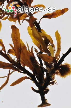 Sargassum Microscope