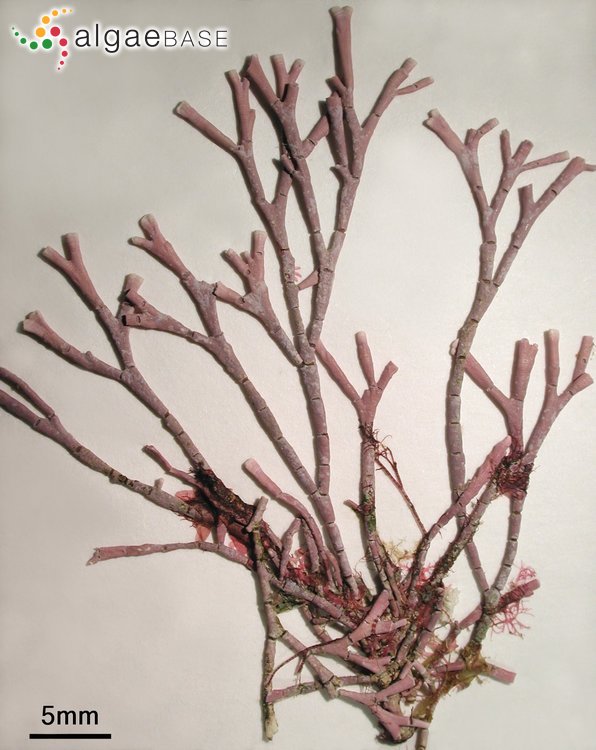 Fuente de la imagen : clic para ver la imagen y la liga