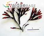Prionitis divaricata (Okamura) Kawaguchi 1989 :: Algaebase