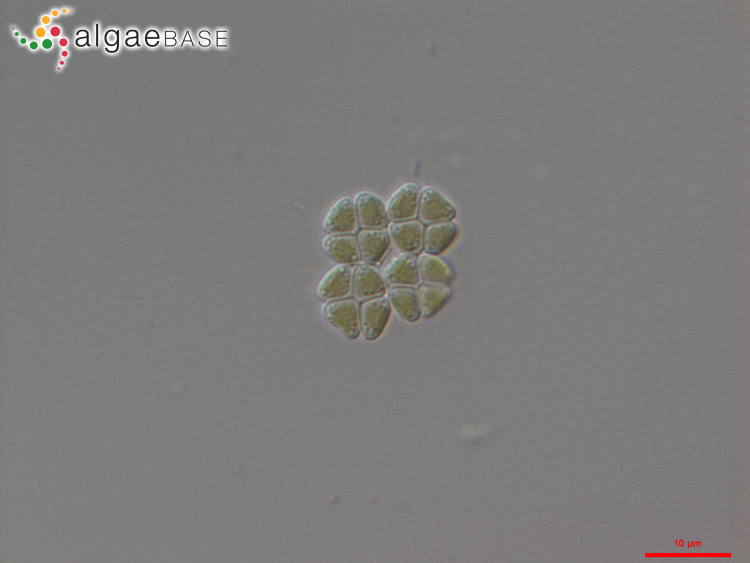 Crucigenia - Alchetron, The Free Social Encyclopedia