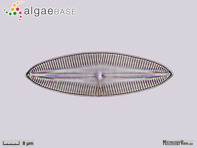 Navicula ~ Detailed Information | Photos | Videos