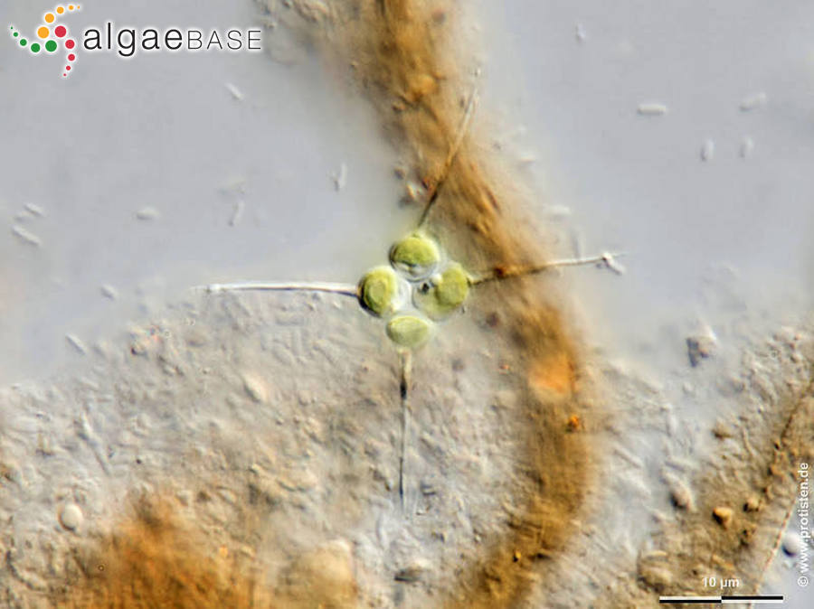 Tetrastrum elegans Playfair :: AlgaeBase Images