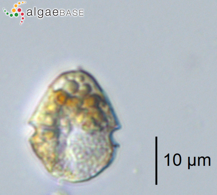 Peridinium umbonatum var. goslaviense (Wołoszyńska) Popovsky & Pfeister ...