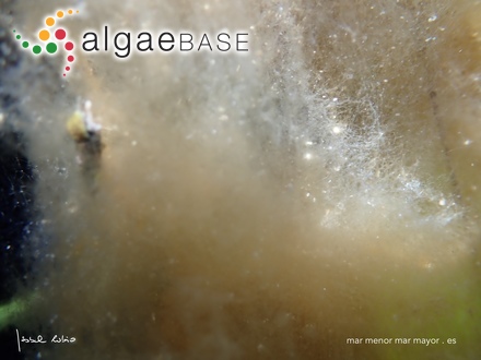 Ectocarpus Siliculosus Algaebase