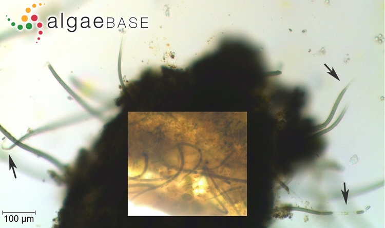 Calothrix juliana Bornet & Flahault ex Gomont 1892 :: Algaebase