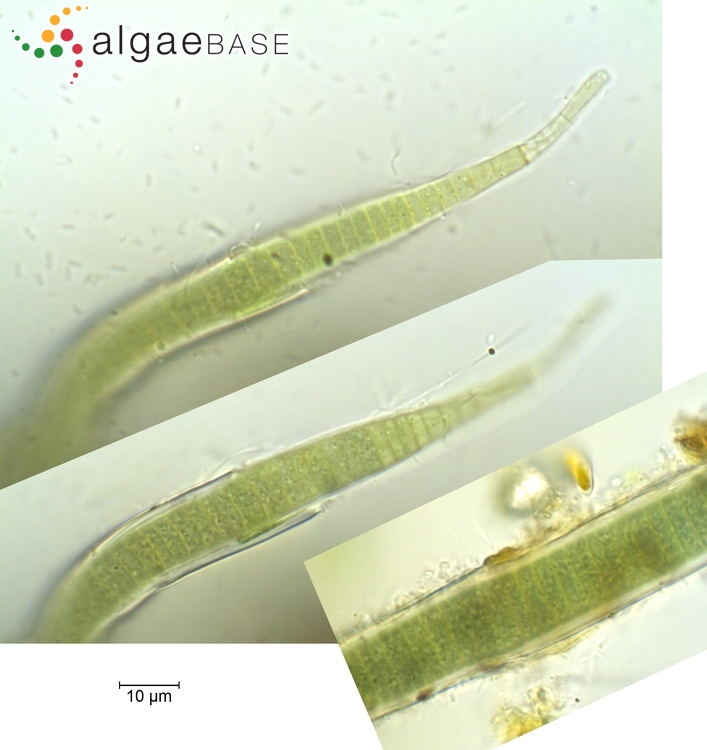 Calothrix juliana Bornet & Flahault ex Gomont 1892 :: Algaebase