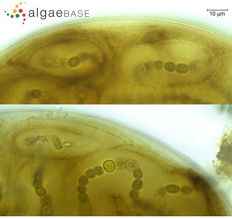 Nostoc linckia Bornet ex Bornet & Flahault 1886 :: Algaebase